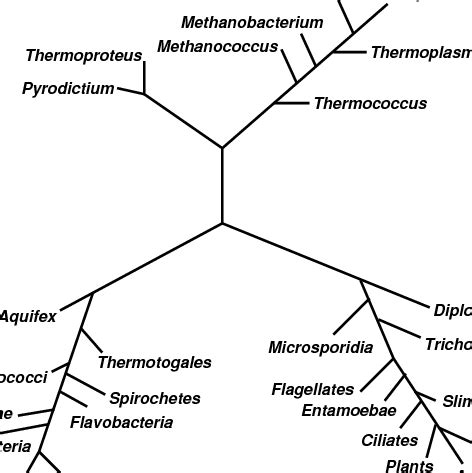 Tree Of Life Sketch At PaintingValley Com Explore Collection Of Tree Of Life Sketch