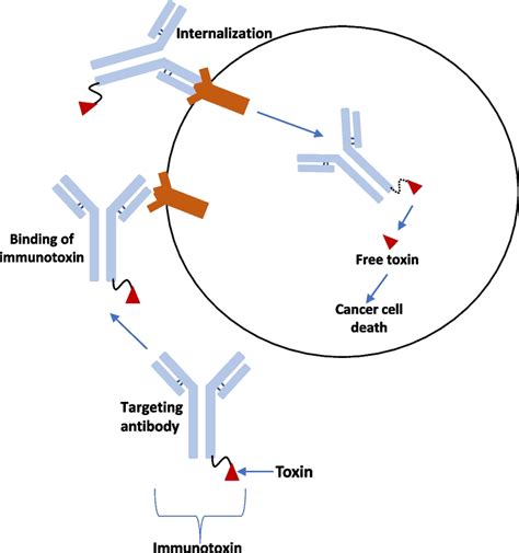 Immunotoxins Targeting Cancer Cells Download Scientific Diagram