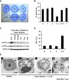 Receptor Interacting Protein Kinase Determines Cellular Necrotic Response to TNF α Cell
