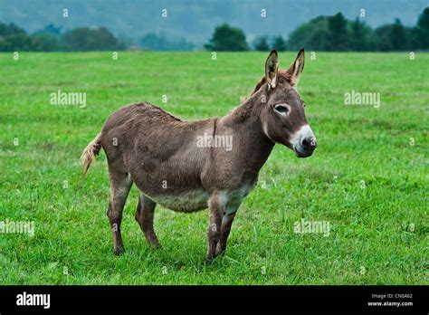 Hinny Hi Res Stock Photography And Images Alamy