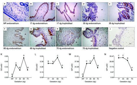αvβ3 Integrin Expression At Different Development Stages 17 30 60 Download Scientific