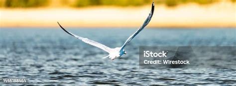 푸른 바다 위를 날아다니는 흰 갈매기의 파노라마 클로즈업 갈매기에 대한 스톡 사진 및 기타 이미지 갈매기 광대한 깃털 Istock