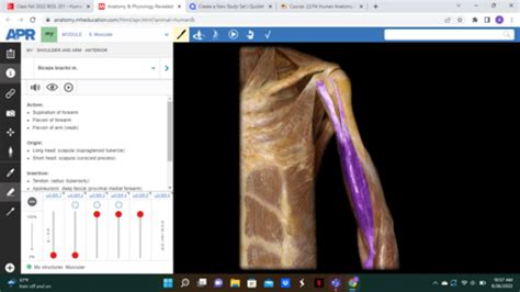 Muscular System Lab Flashcards Quizlet