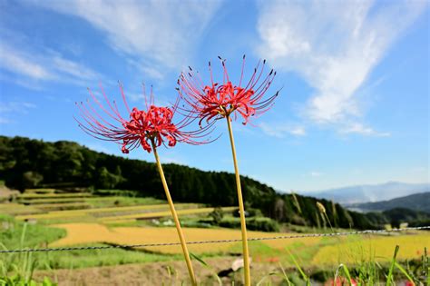 稲刈り直前の炭山棚田で彼岸花の撮影R5 9 24 pickup伊万里