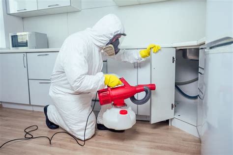 Effective Cockroach Control Strategies For Homeowners Pest Control