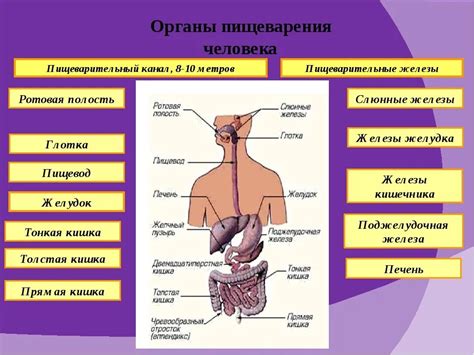 Строение органов биология