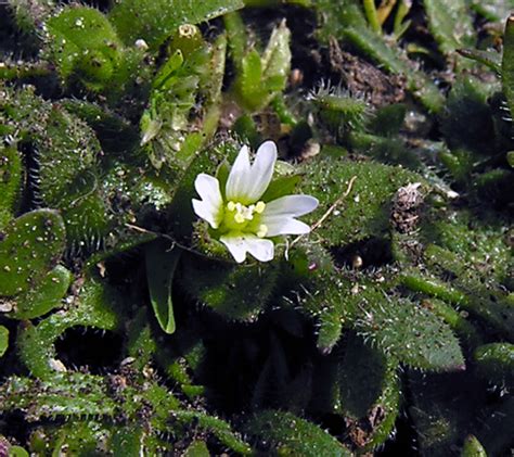 British Wild Plant Cerastium Diffusum Sea Mouse Ear
