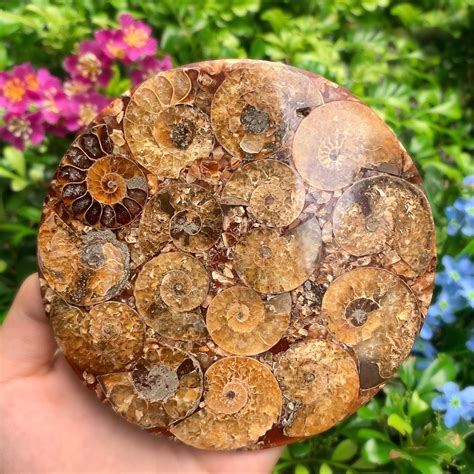 Natural Ammonite Fossil Shell Plate Disk Conch Collection Rare