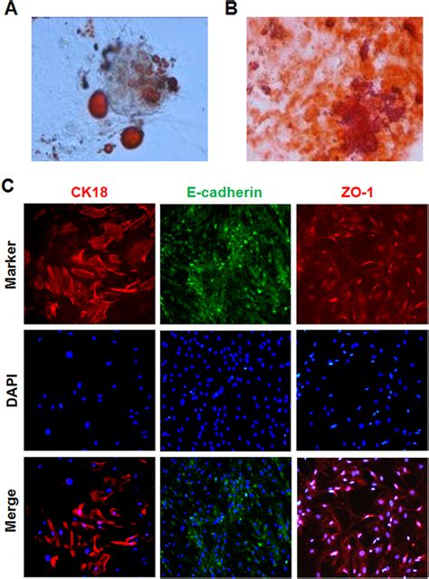 Determination Of Ksc Differentiation Abilities Ab Ksc Adipogenic