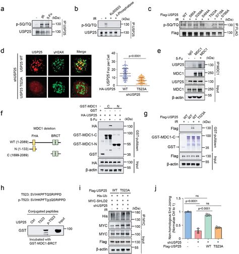 Usp25 Elevates Shld2‐mediated Dna Double‐strand Break Repair And Regulates Chemoresponse In