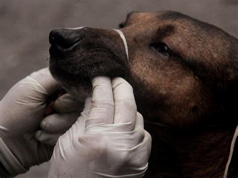 ¿cómo Ha Avanzado La Ley Contra El Maltrato Animal En Colombia Radio