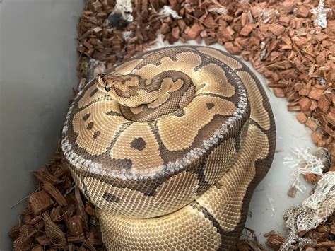 Ball Python Clutch 2023 07 By Project Python Morphmarket