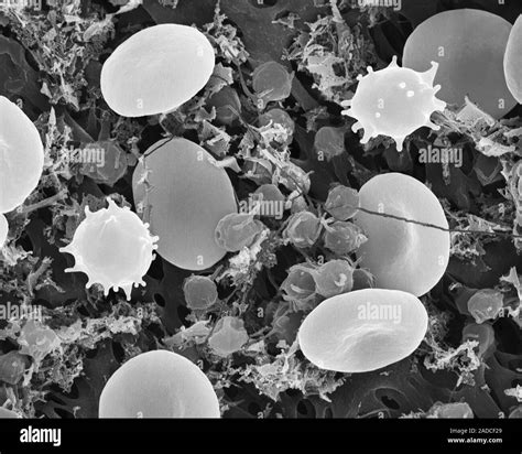 Human Red Blood Cells Monocytes White Blood Cells Activated