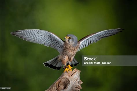 얼룩 덜 룩 한 녹색 자연 배경에 스튜디오 설정에서 Kestrel Falco Tin누누의 멋진 초상화 갈고리 발톱에 대한 스톡 사진 및 기타 이미지 Istock