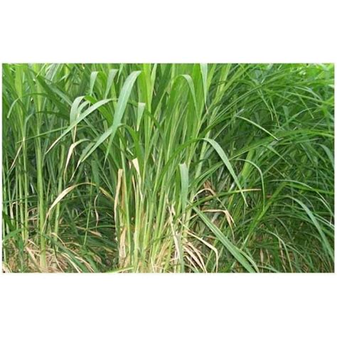 Jual Bibit Rumput Gajah Biasa 1 Kg Rumput Kolonjono Rumput Gajah