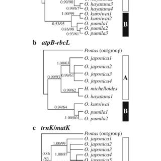 Bayesian Trees Based On A Its B Atpb Rbcl And C Trnk Matk Regions
