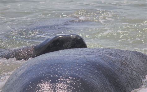 Late October 2014 Manatee Mating Frenzy In Sanibel Island