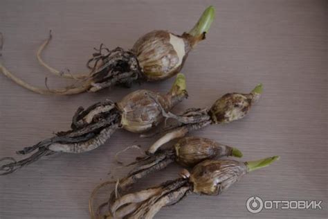 Отзыв о Садовое луковичное растение Исмене Ароматная красавица похожая и на лилию но не лилия