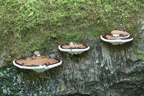 Artist S Conk Fungus Habitat Identification And History Mushroom