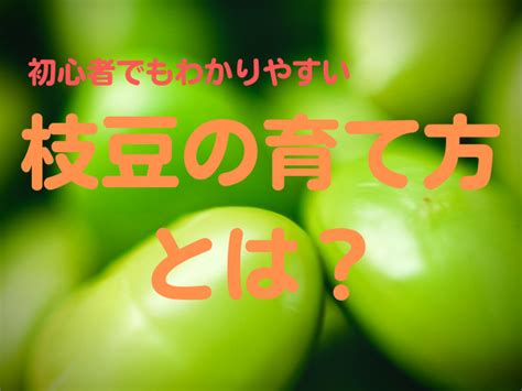 枝豆の育て方とはお手入れ方法失敗しない方法を含めて解説育て方のモモムギ