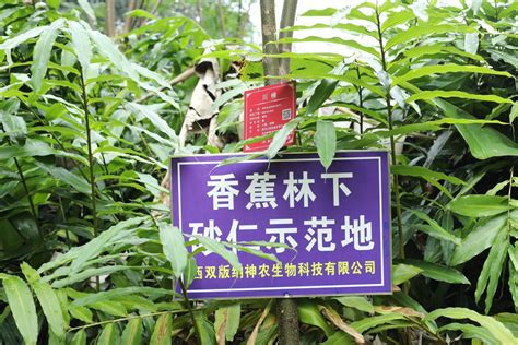 云南省西双版纳傣族自治州景洪市砂仁货源不丰中药材天地网