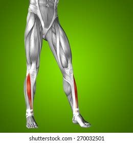 Conceptual D Extensor Digitorum Longus Human Stock Illustration Shutterstock