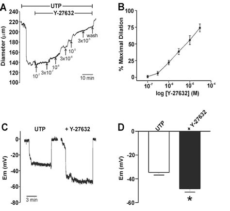 The Depolarization And Constriction Induced By UTP Arises From The Download Scientific Diagram