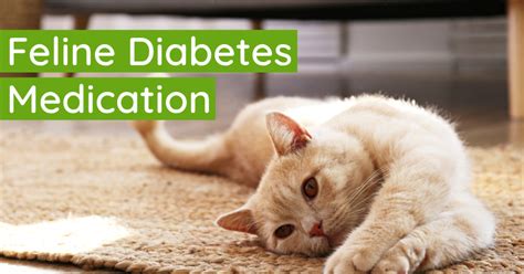 Senvelgo For Cats With Diabetes Paws At Prospect Vet