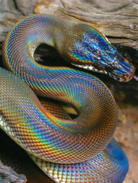 ये है दुनिया का सबसे रंग बिरंगा सांप