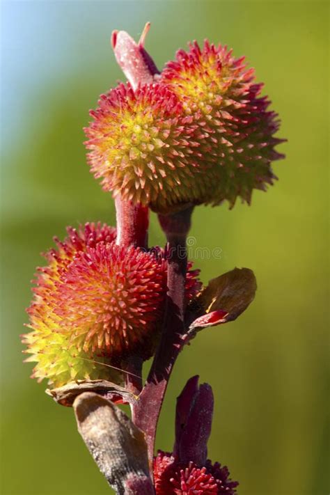 Spiny Red Seed Pods Of Canna Lily In Manchester Connecticut Stock