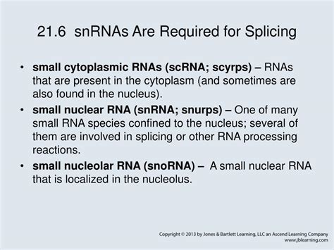 PPT Chapter 21 RNA Splicing And Processing PowerPoint Presentation Free Download ID 5572206