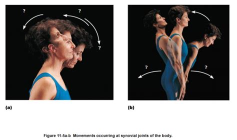 Movements Occurring At Synovial Joints 1 Diagram Quizlet
