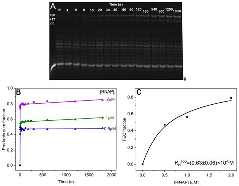 Role Of R Loop Structure In Efficacy Of Rna Elongation Synthesis By Rna