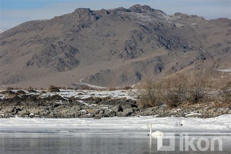“Баян Өлгий Завхан аймгийн сумдаар хамгийн зузаан цасан бүрхүүл тогтсон“