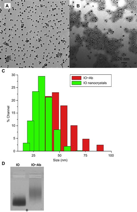 Immunomagnetic Separation Semantic Scholar