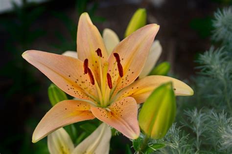 Liliowiec Lilia Kwiat Pomarańczowy Darmowe Zdjęcie Na Pixabay Pixabay