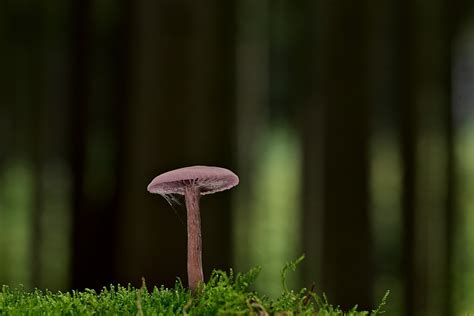Mushroom Disc Fungus Purple Free Photo On Pixabay