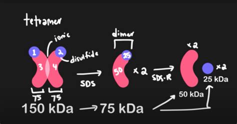 Protein Isolation Methods Flashcards Quizlet