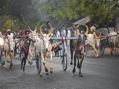 Bullock Cart Race राज्यातील बैलगाडा शर्यतीचा मार्ग मोकळा सर्वोच्च
