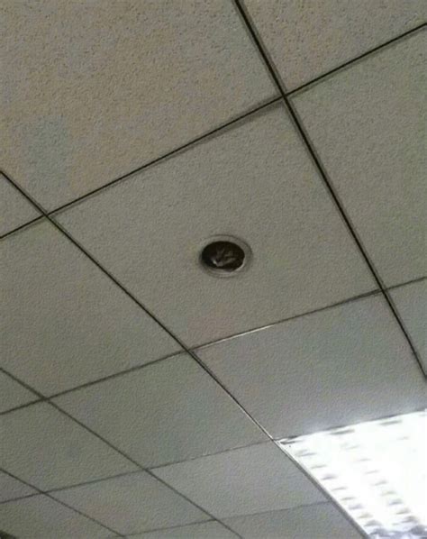 When I Was Having Class A Kitten Suddenly Appeared On The Ceilling R