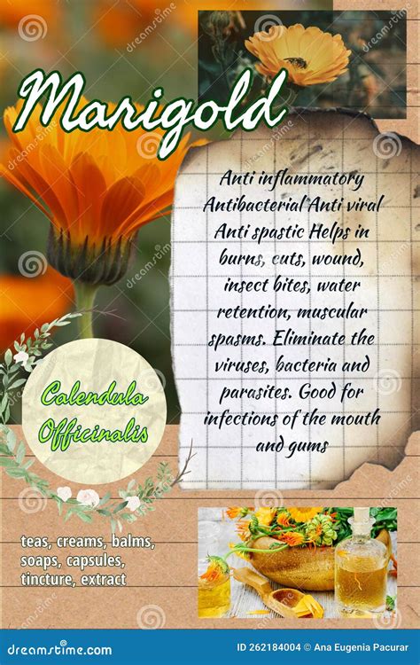 Marigold Vintage Herbs Benefits Illustration Notebook Page Stock