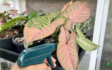 How To Care For Syngonium Plants Plant Index