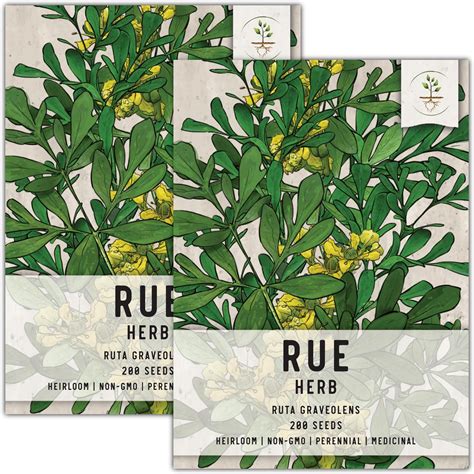 Herb Ruda Rue Full Plant With Rooth Green Small Patio Lawn And Garden