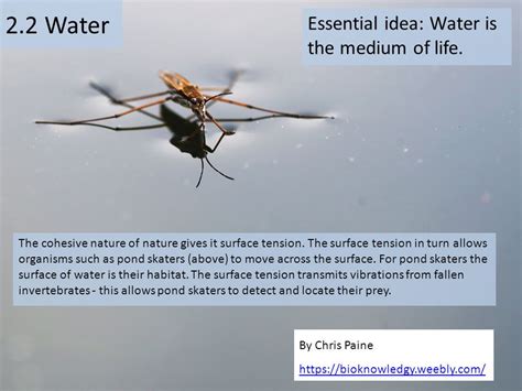 Surface Tension Examples In Nature