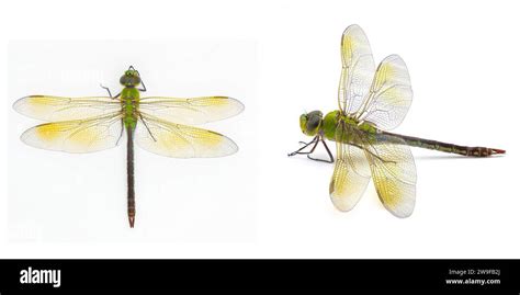 Female Common Green Darner Anax Junius Is A Species Of Dragonfly In