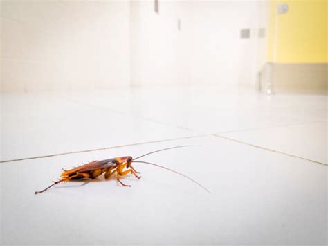 Everything You Need To Know About Cockroaches South Florida Top Pest