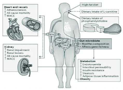 Toward The Comprehensive Understanding Of The Gut Ecosystem Via Download Scientific Diagram