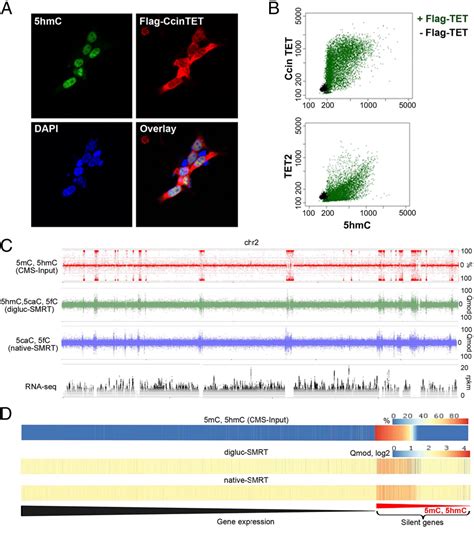 figure 6 from simultaneous sequencing of oxidized methylcytosines