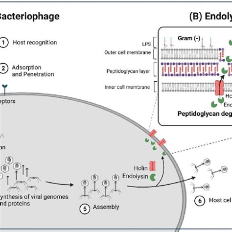 Endolysin Applications In The Foods And Biofilm Download Scientific