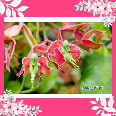 ต้นนกน้อยเรียกทรัพย์ นกน้อยนำโชค ดอกสีชมพูสด สูง 45 55 ซม พร้อมกระถาง 6นิ้ว Shopee Thailand